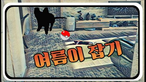 포켓몬 장모치와와 강아지 포켓몬 Youtube