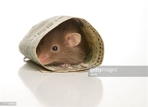 Money Mouse Photos And Premium High Res Pictures Getty Images