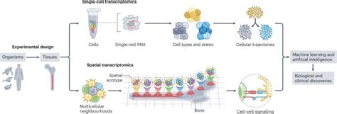 Rehan Arshad On Linkedin Profiling Cell Identity And Tissue