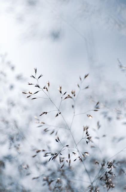 Nature Botany Grass Free Photo On Pixabay Pixabay
