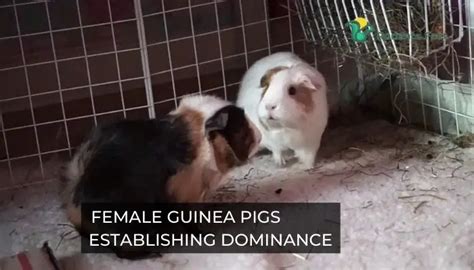 5 Reasons Why Female Guinea Pig Suddenly Aggressive How To Prevent It