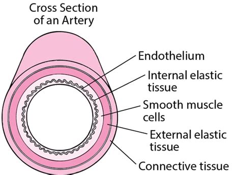 Imagehow Atherosclerosis Develops Msd Manual Consumer Version