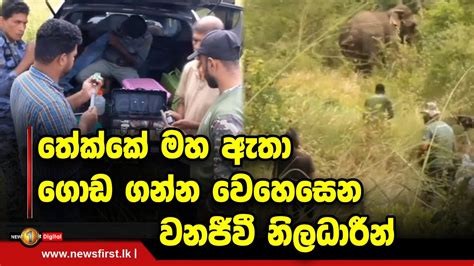 තේක්කේ මහ ඇතා ගොඩ ගන්න වෙහෙසෙන වනජීවී නිලධාරීන් Youtube