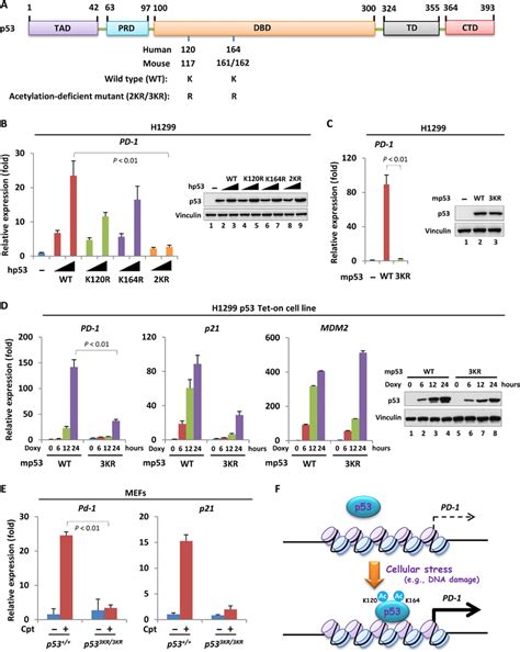 Acetylation Of P53 Contributes To Pd 1 Transcriptional Activation A