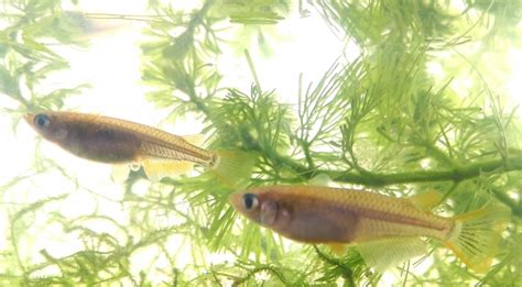 水作 メダカの産卵も 人工産卵藻 関東当日便