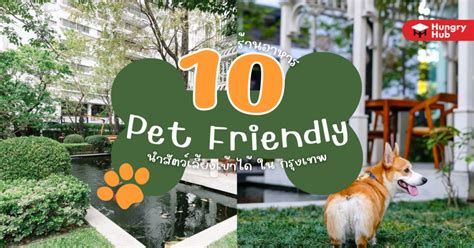 10 รานอาหาร Pet Friendly นำสตวเลยงเขาได ใน กรงเทพ Hungry Hub Blog