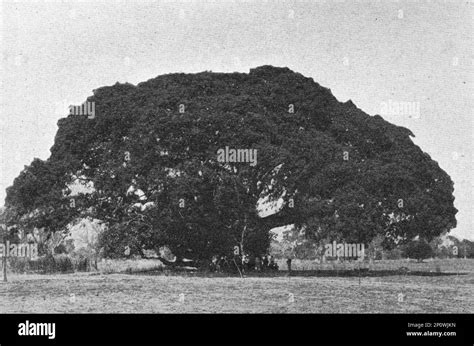 Cailcedrat Louest Africain 1914 From Grande Geographie Bong