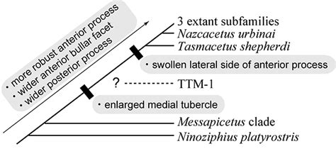 Ziphiid From Japan Figures