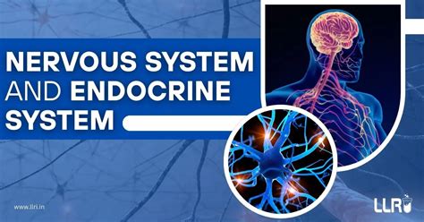 Learn Difference Between Nervous System And Endocrine System