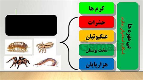 پاورپوینت آشنایی با انواع جانوران بی مهره کرم ها، بندپایان و دیگر بی