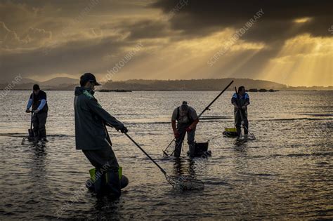 Workers Collecting Shellfish Stock Image C0589982 Science Photo