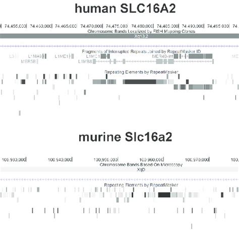 Slc16a2 Gene In Humans And Mouse Slc16a2slc16a2 Gene Region Is