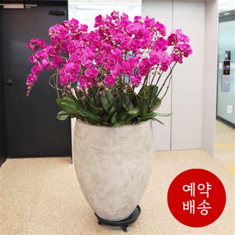 개업화분 꽃배달 플라워119꽃배달서비스