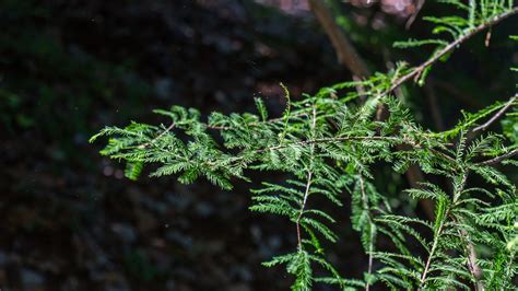 Bald Cypress Tree Leaf Identification