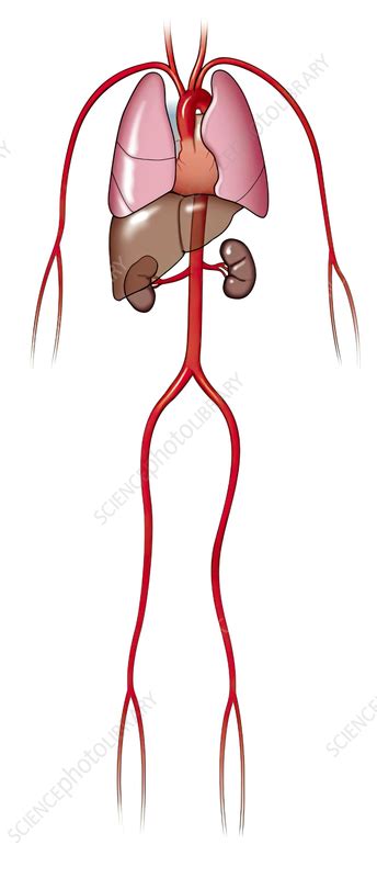 Arterial Anatomy Illustration Stock Image C0593234 Science