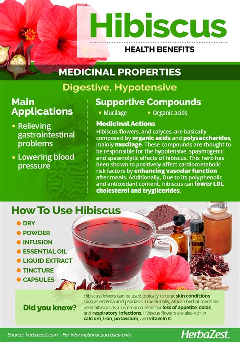 Functions Of The Parts Of A Hibiscus Flower