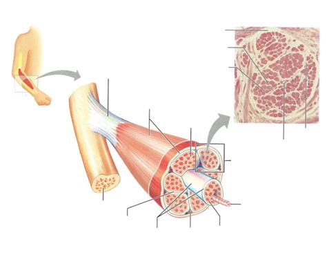 Connective Tissue Sheath Of Skeletal Muscle Quiz