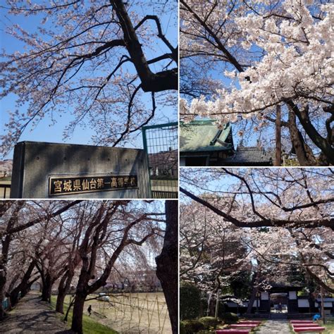仙台市交通局 On Twitter 【地下鉄沿線🌸桜🌸情報】その2 330現在 さらに地下鉄沿線の桜が見頃です。 地下鉄に乗って
