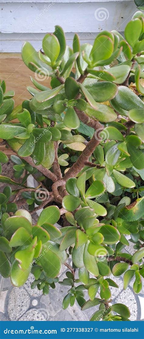 The Flower Crassula Ovata Stock Image Image Of Deciduous 277338327