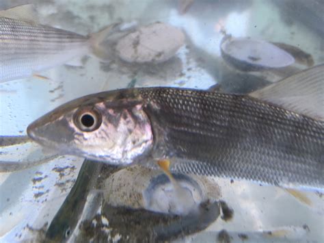Bonefishes Albuliformes Marine Life Identification