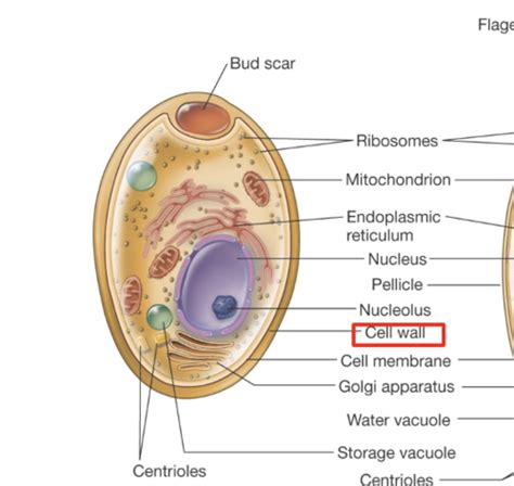 Microbiology Chapter 5 Eukaryotic Cell Structure Flashcards Quizlet
