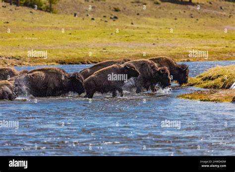 Buffalo Bison Bison Herd Crossing The Madison River In May In