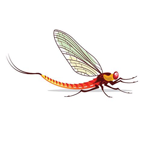 Mayfly Illustrations Royalty Free Vector Graphics And Clip Art Istock