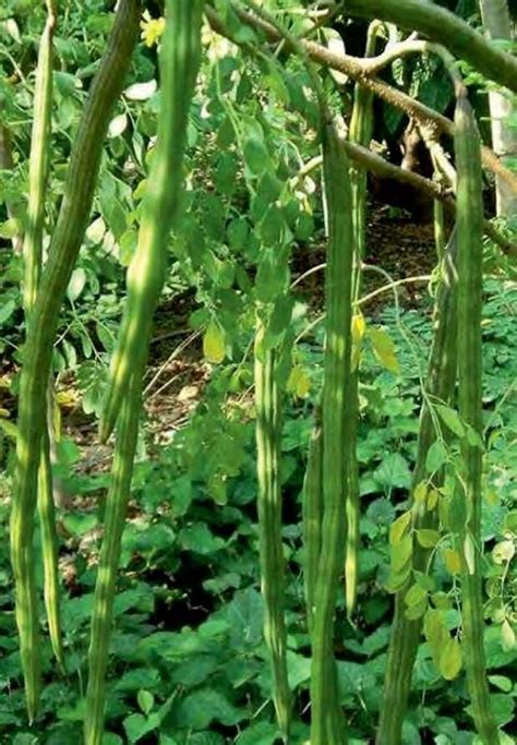 सहजन प्राकृतिक औषधि गुणों का भंडार