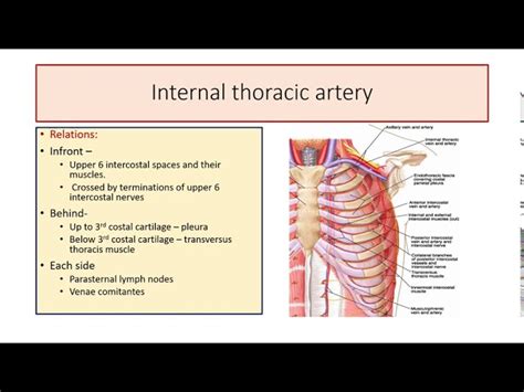 Internal Thoracic Vein And Artery