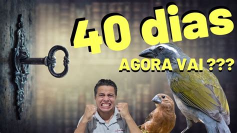 40 DIAS E OS PASSARINHEIROS GENETICOS ARRANCANDO OS CABELOS YouTube