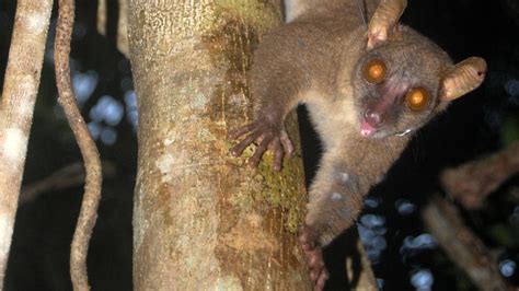 Bbc Earth Lemur Found With Giant Testicles