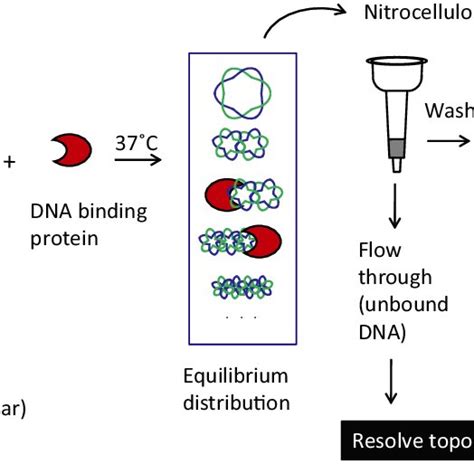 Topology Dependent Binding Assay A Dna Binding Protein Is Added To A Download Scientific