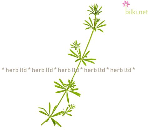 Лепка стрък Galium Aparine 100 гр Билки Лечебен чай и