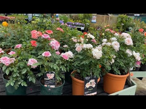 Розы в Горшках! Патио Розы! ОБЗОР Сортов . Patio Roses in pots. London ...