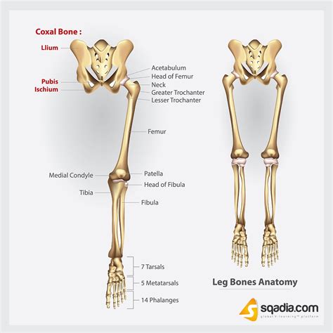 Leg Bone Diagram Anatomy Of Lower Extremity Quizzes On Human