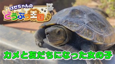 動画｜jrt四国放送