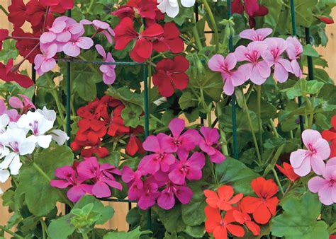 Taking Geranium And Pelargonium Cuttings