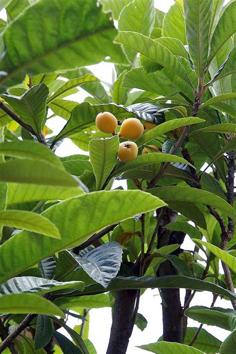 How To Grow And Care For Loquat Trees Gardeners Path Loquat Tree