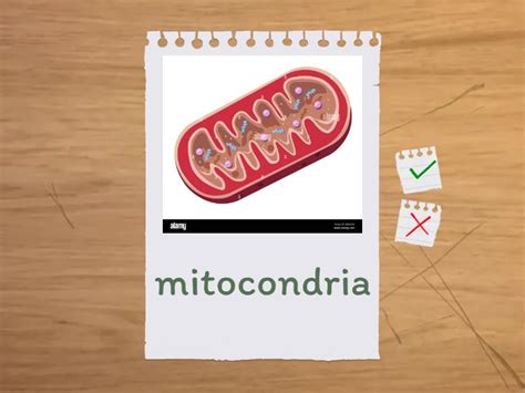 Niveles De Organización De Los Seres Vivos 1ºeso Tarjetas Flash