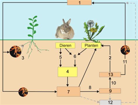 Inoefenen Van De Stikstofkringloop Biologie Voeding Verzorging