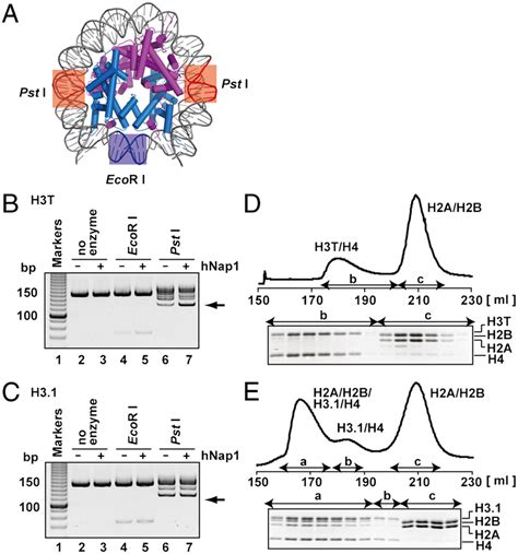 H2ah2b Associates Weakly With H3th4 A The Crystal Structure Of The