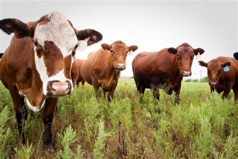 Beef Lifecycle Starts On The Cow Calf Operation