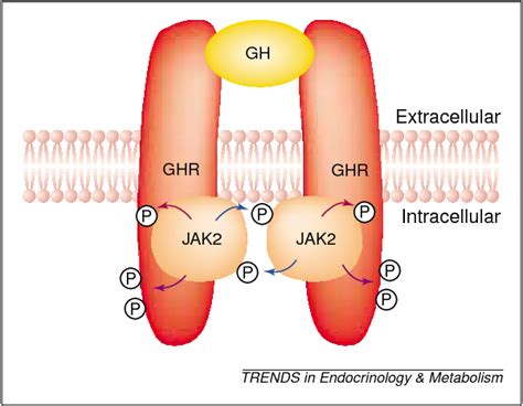 Figure 1 From Signaling Pathways Activated By The Growth Hormone