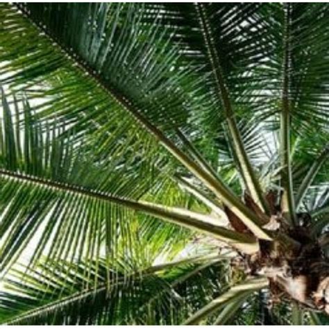 Jual Daun Kelapa Segar Bungkus Gula Aren Shopee Indonesia