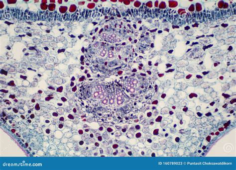 Cross Section Leaf Of Plant Under Microscope View For Education Stock