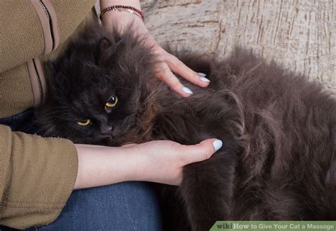 How To Give Your Cat A Massage With Pictures Wikihow