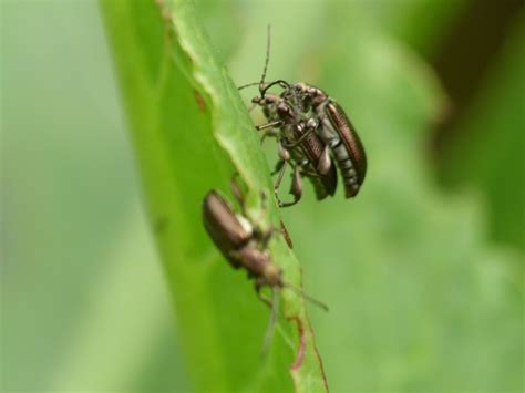 ギシギシに来る昆虫 今日はどこまで