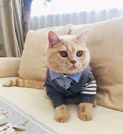 Милые котики в одежде картинки и фото Koshka Top