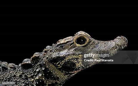 Osteolaemus Tetraspis Photos And Premium High Res Pictures Getty Images