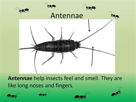 Ants Vocabulary Slides Ppt Download